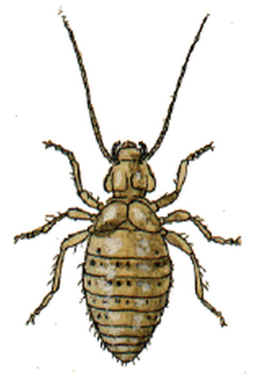 Stofluizen | bovonline