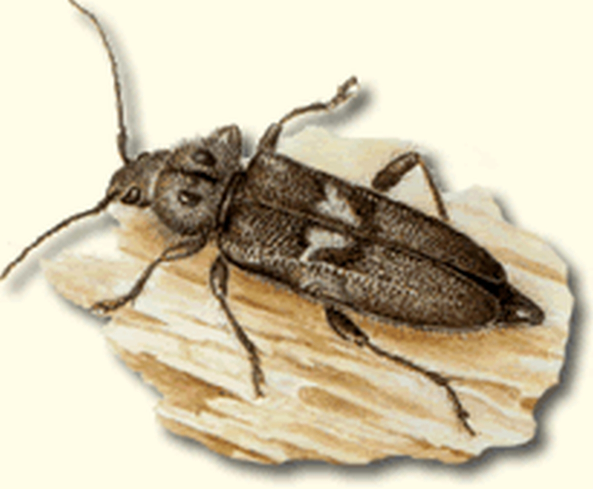 De huisboktor | bovonline