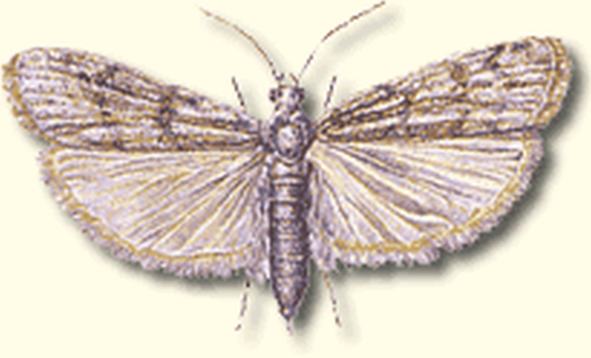 Meelmotten | bovonline