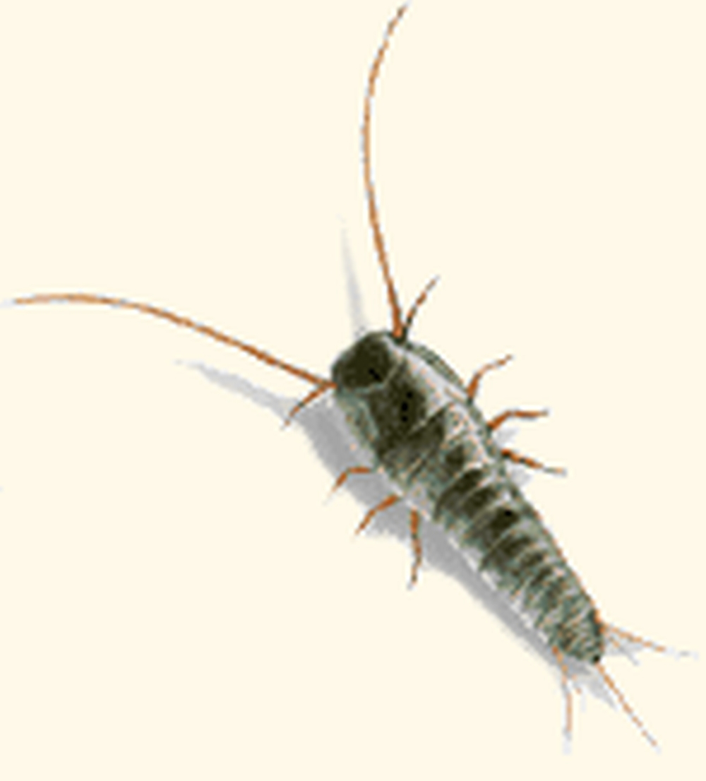 Papiervisjes | bovonline